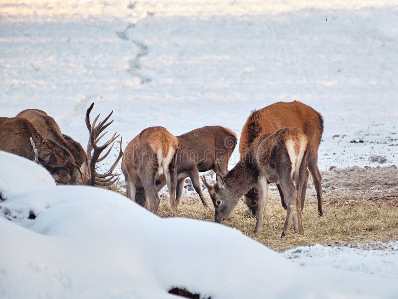 A Group of Deer in the Winter Forest in the Daytime. Portrait of Deer ...