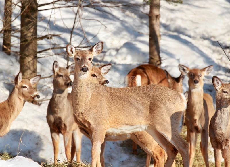 Group of Deer during Winter Stock Image - Image of mammal, wildlife ...