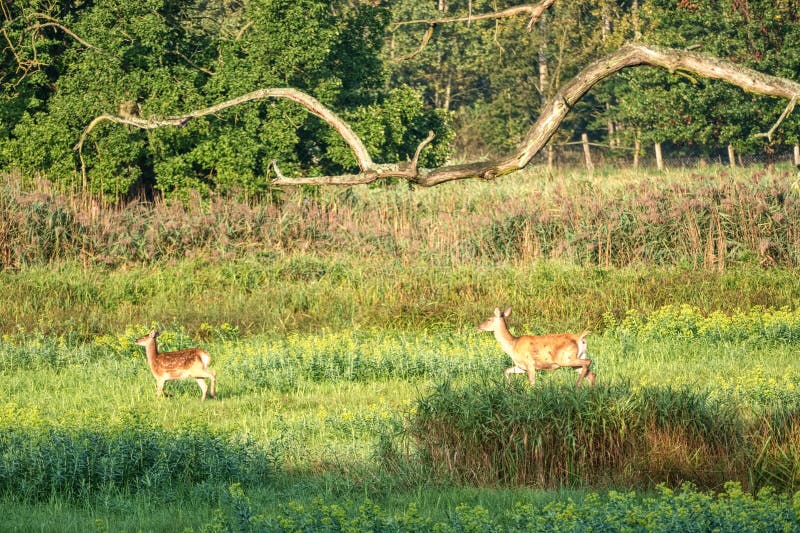 Group of Deers in a Misty Morning Nature Stock Photo - Image of nature ...