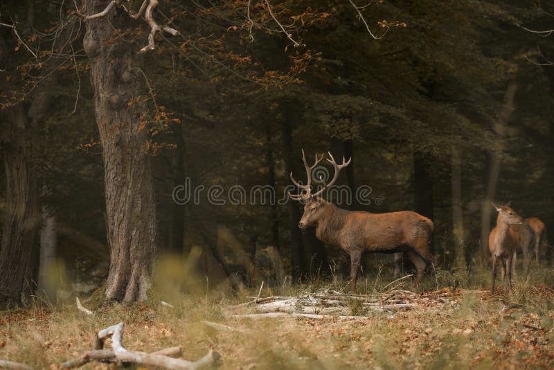 Group of Deers Walking in a Fall Forest with a Buck. Stock Photo ...