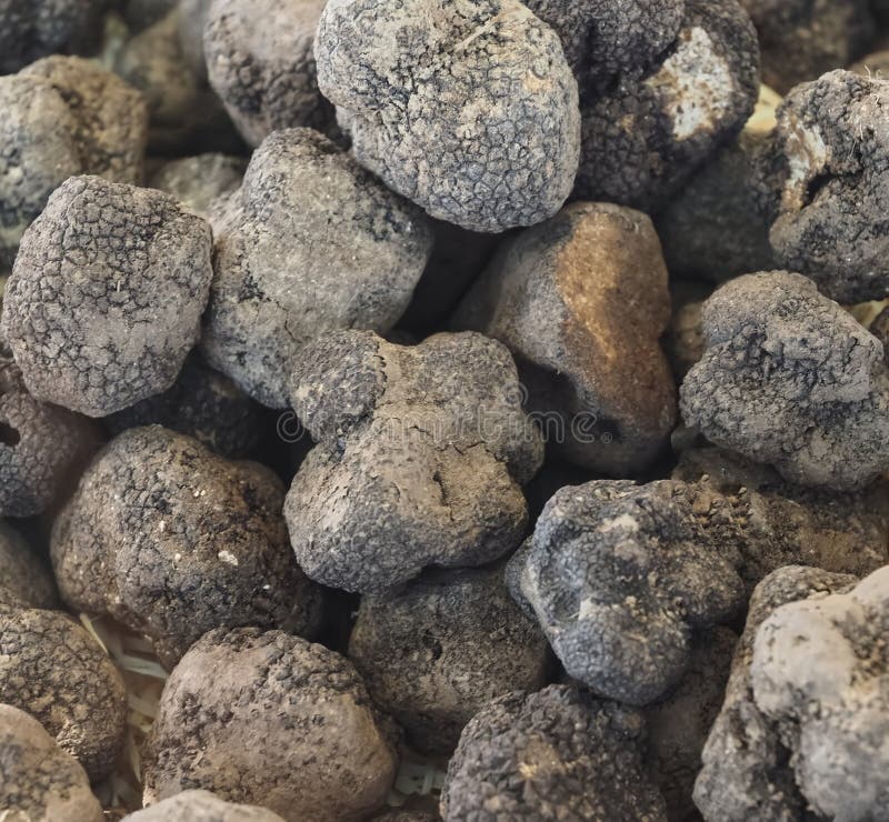 Macro of a Pile of Real Whole Truffles Stock Photo - Image of france ...