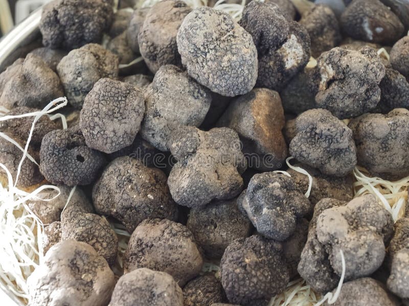 Macro of a Pile of Real Whole Truffles Stock Image - Image of dogs ...