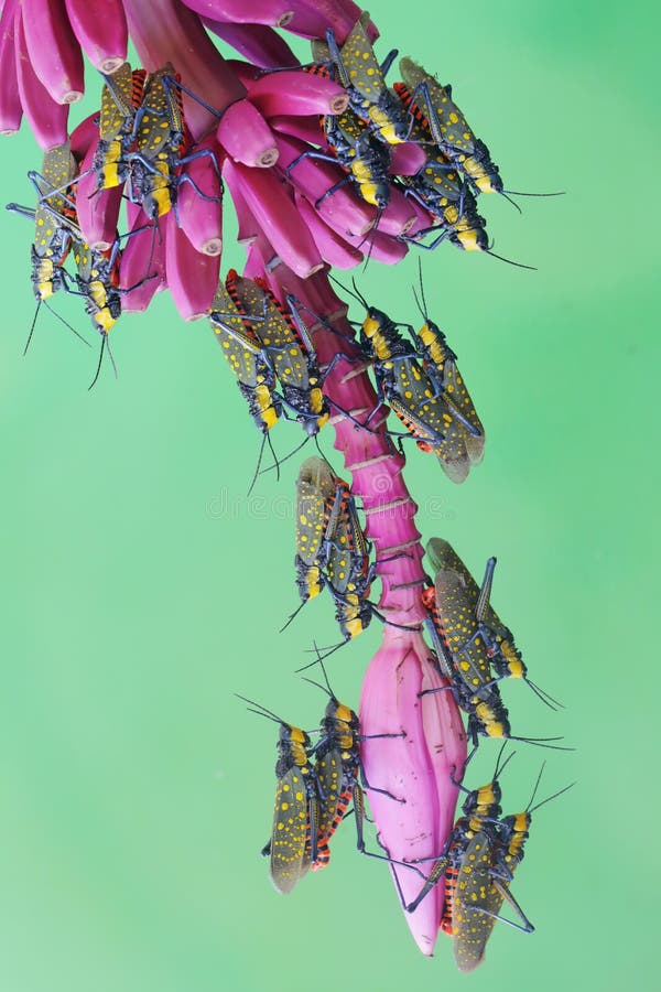 A Group of Devil Grasshoppers are Mating. Stock Photo - Image of pink ...