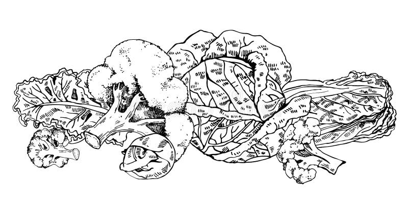 Set of Napa Cabbages. Hand Drawn Outline Vector Sketch Illustration ...