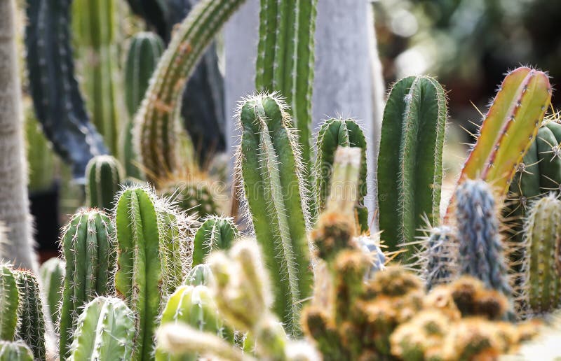 Group of Different Cactus Plants in Botany Garden Stock Photo - Image ...