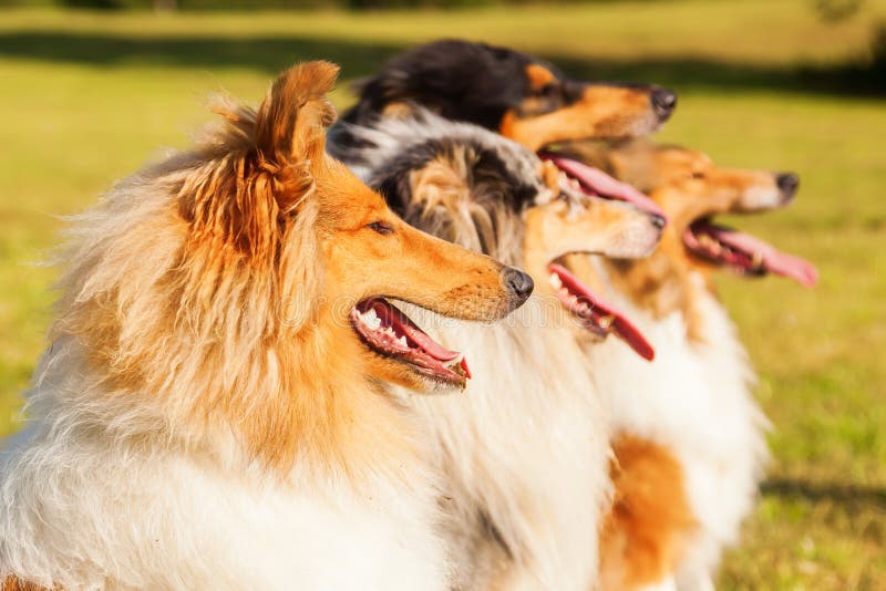 Group of Different Collies in a Row Stock Photo - Image of breed ...