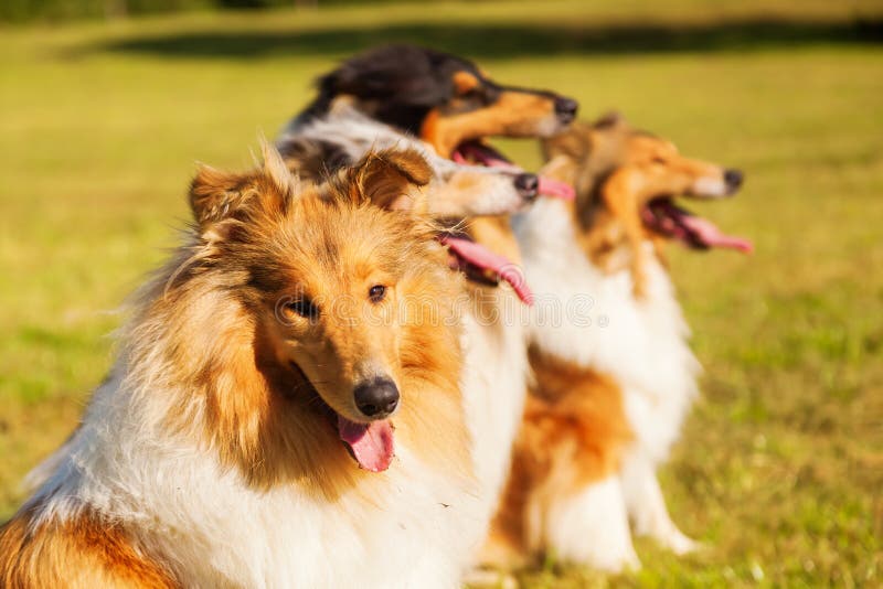 Group of Different Collies in a Row Stock Photo - Image of group ...