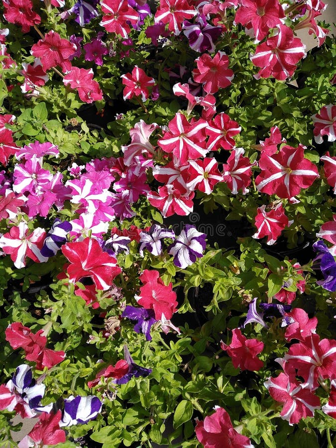 Group of Different Color Flowers Stock Image - Image of color, green ...