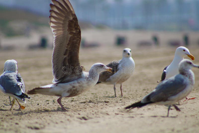 Seagulls in Different Stages of Flight Stock Image - Image of naval ...