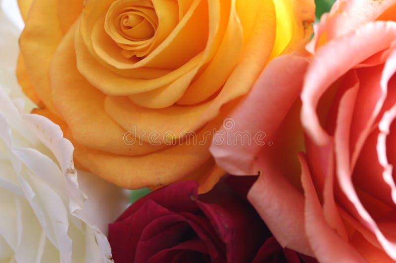 A Group of Different Coloured Roses. Stock Photo - Image of group ...
