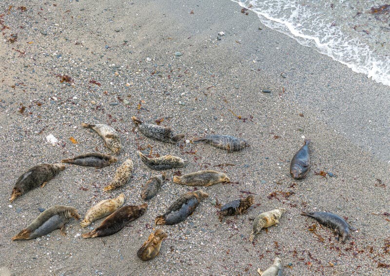 A Group of Different Coloured Seals Resting on the Beach at Gwithian ...