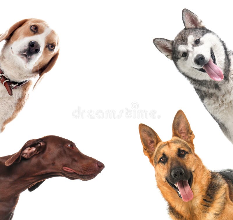 Group of different dogs stock photo. Image of malamute - 122553320
