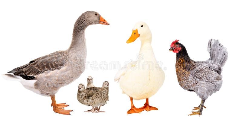 Group of Different Farm Birds Stock Image - Image of cute, food: 191388845
