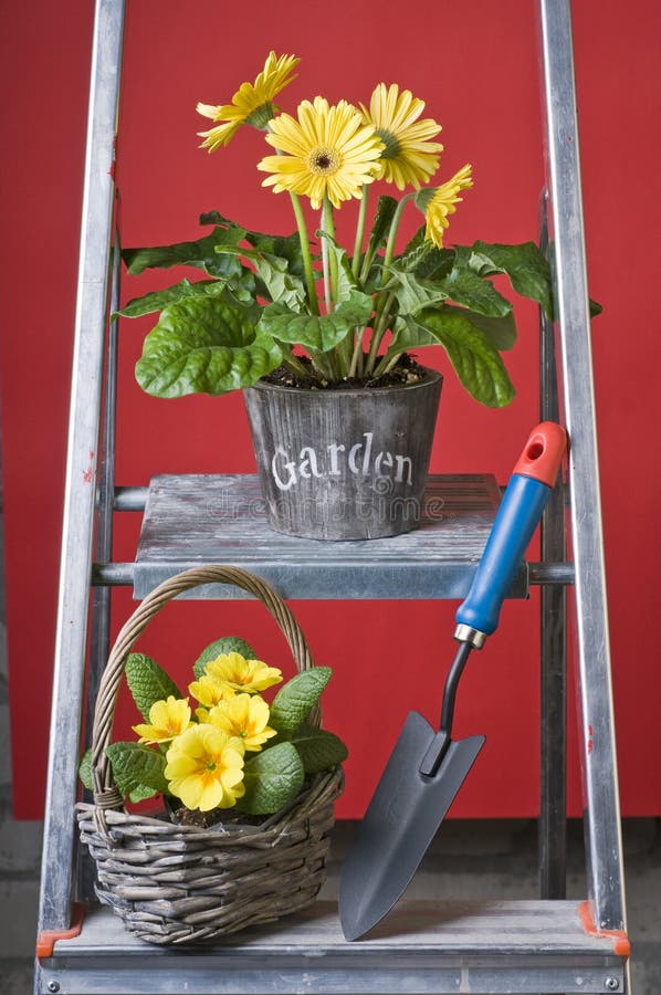 Group of Different Garden Flowers Stock Photo - Image of daisy, shot ...