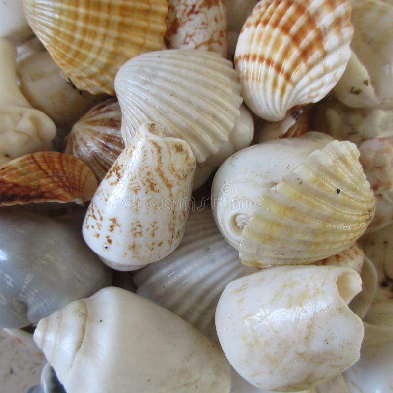 All Kind of Shells on the Beach. Stock Photo - Image of kind, bright ...