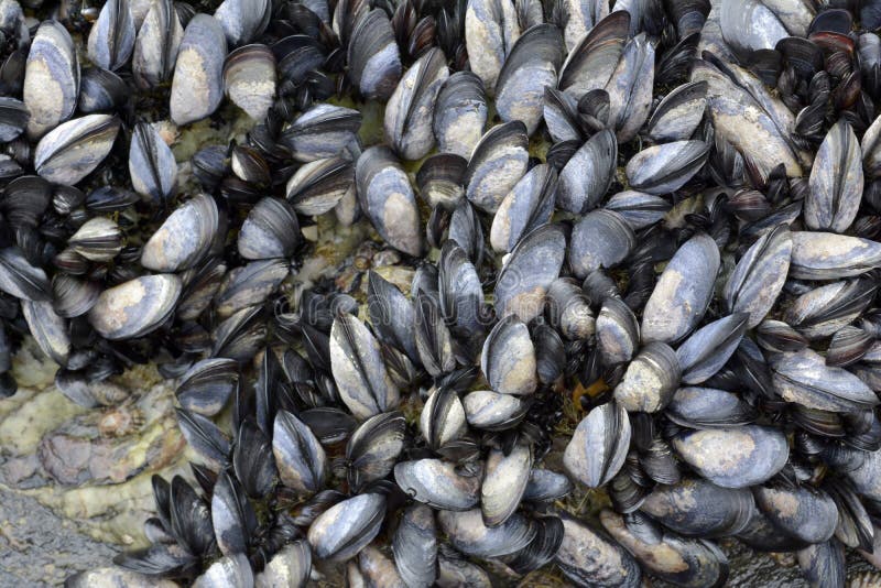 Different Mussels from the Baltic Sea Placed on Beach Sand Stock Image ...