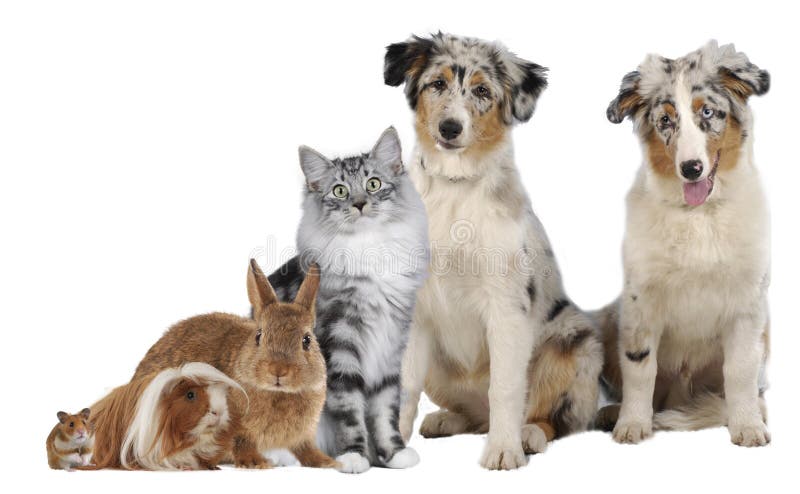 Group of different pets stock photo. Image of puppy, rabbit - 87127374
