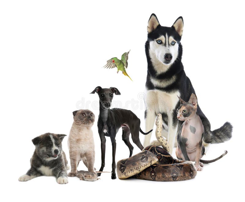 Set of Different Pets on Background Stock Photo - Image of mammal ...