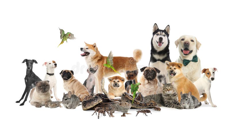 Group of Different Pets on Background Stock Image - Image of labrador ...