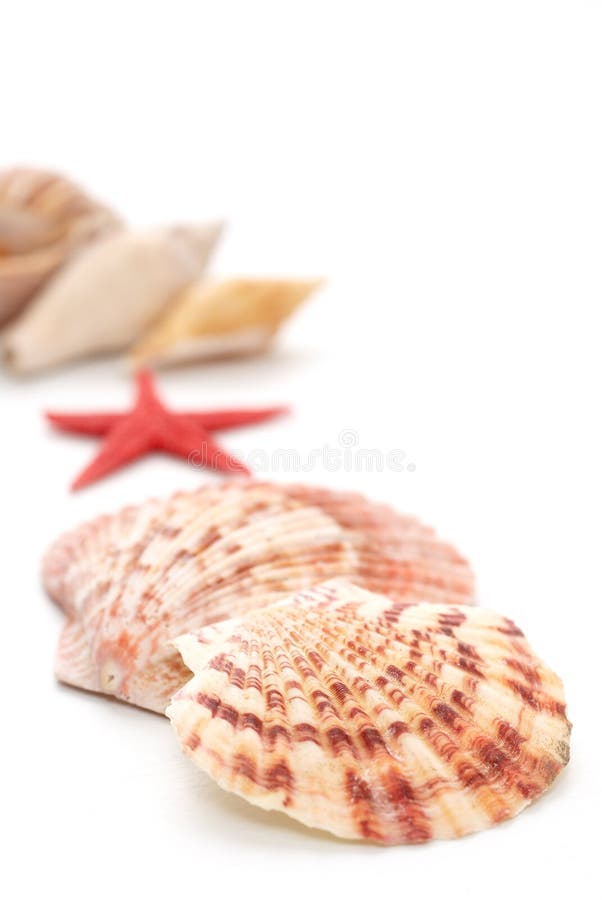 Sea Shells Collection Vertical Arrangement Stock Image - Image of depth ...