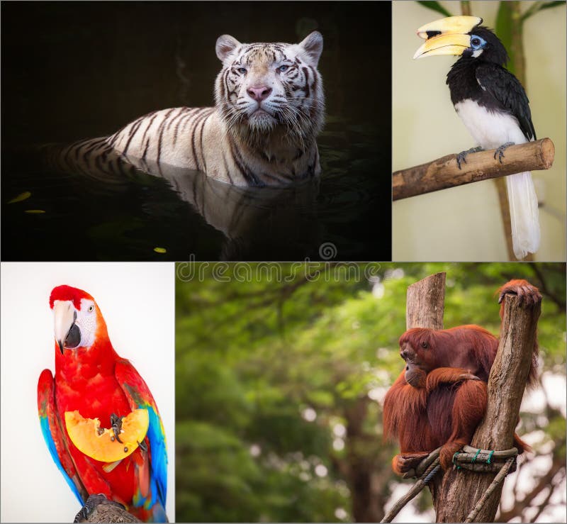 Group of Different Wild Animal Stock Image - Image of canine, park ...