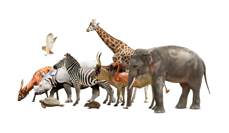 Group of Different Wild Animals on White Background, Collage Stock ...