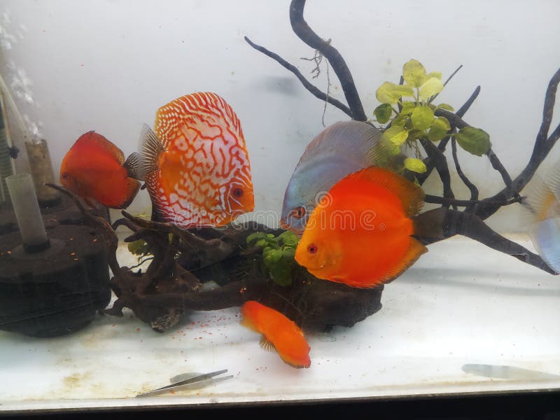 Group of Discus Fishes in Aquarium Looking Nice Stock Photo - Image of ...