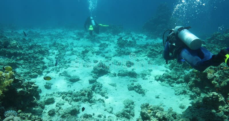 Group of Divers Swimming in an Coral Reef. Diving Instructor and Group ...
