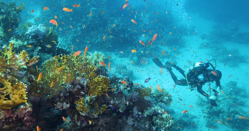 Group of Divers Swimming among Many Small Red Fish on a Coral Reef ...