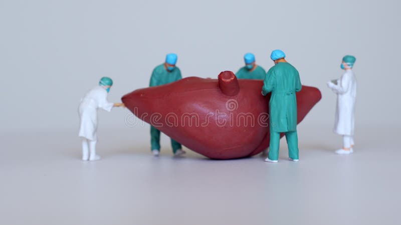 Doctors Examining Giant Human Liver Model in 360-Degree Spin Video ...