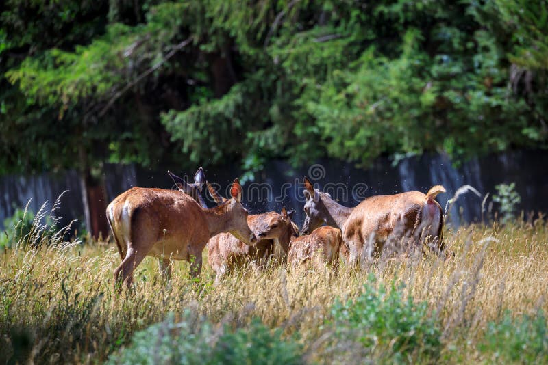 Group of Doe with Cubs in the Forest Stock Image - Image of park ...