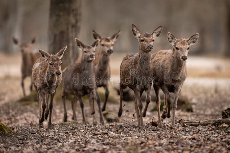 290 Doe Srt Logo Stock Photos - Free & Royalty-Free Stock Photos from ...