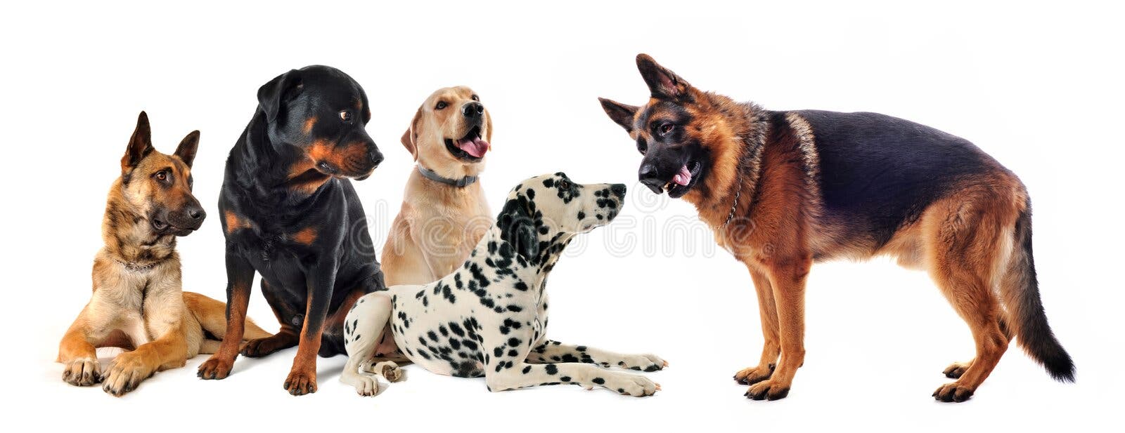 Group of dogs stock photo. Image of cocker, miniature - 19918758