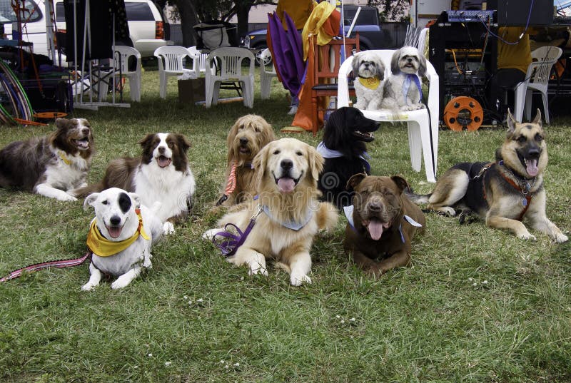 Group of Dogs stock photo. Image of animal, shepard, mammal - 17162362