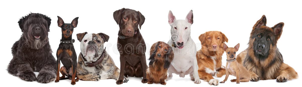 319,460 Paperian Dogs Stock Photos - Free & Royalty-Free Stock Photos ...