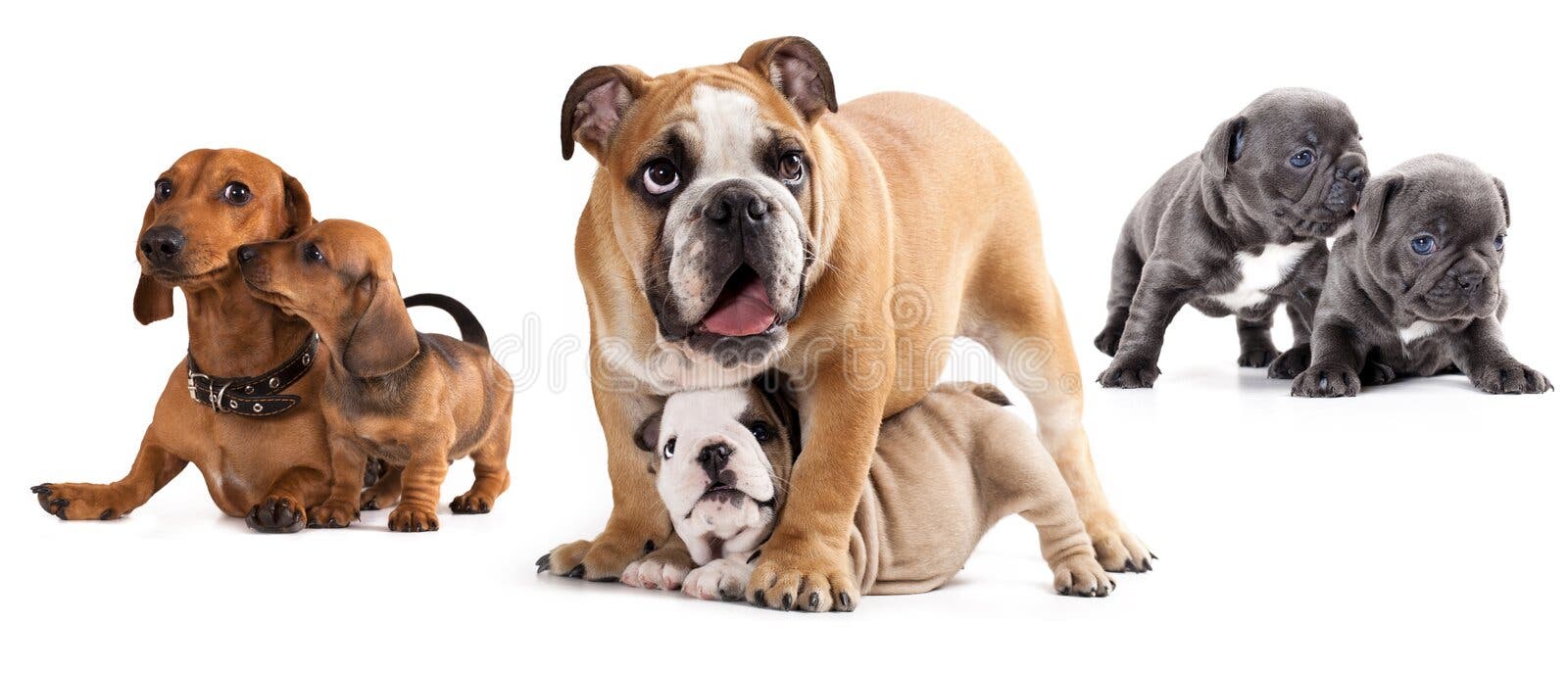 Group of dogs and cats stock image. Image of little, board - 69296225