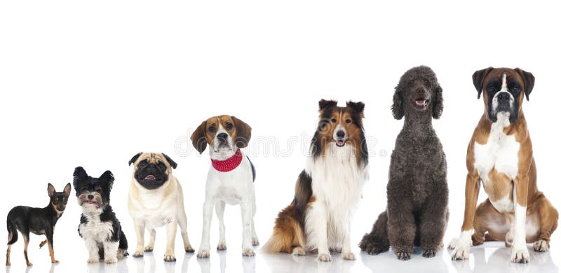 Group of dogs stock photo. Image of german, purebreed - 28871746