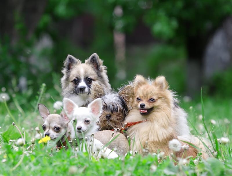 Four Dogs Sitting in the Park Stock Photo - Image of family, friendship ...