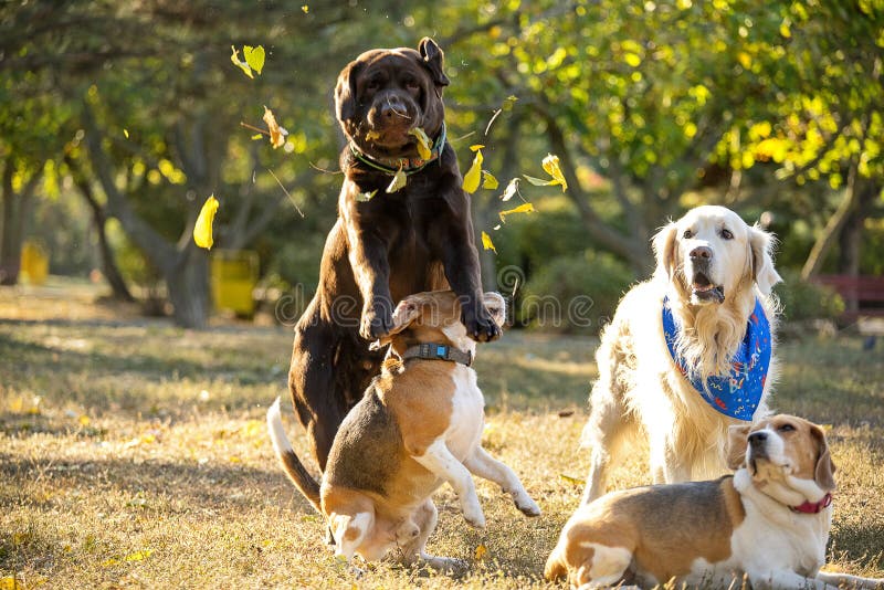 A Group of Dogs of Different Breeds are Having Fun in an Park. Stock ...