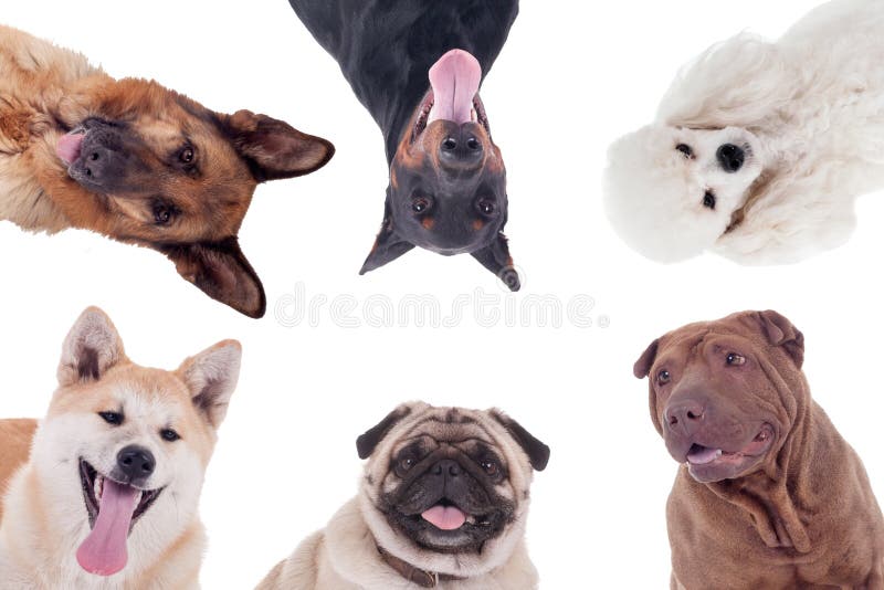 Group of Dogs of Different Breeds Isolated on White Stock Image - Image ...