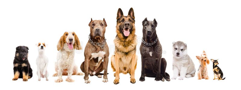 Group of twelve dogs stock photo. Image of poodle, chow - 24189584