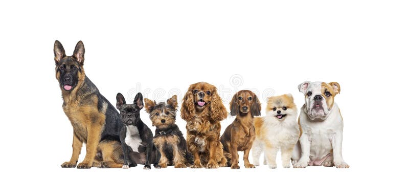 Group of Dogs of Different Sizes and Breeds Looking at the Camera, Some ...