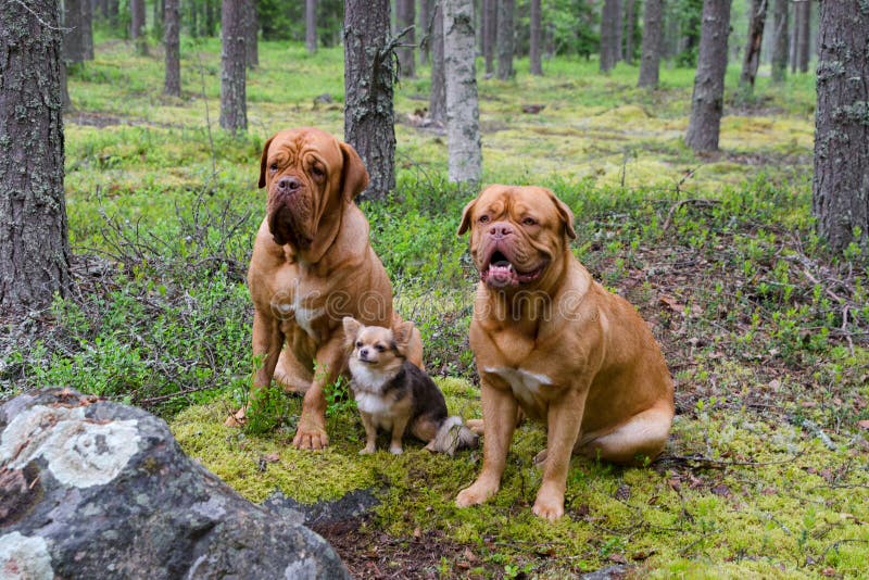 Group of Dogs in the Forest Stock Photo - Image of couple, dogue: 26720124