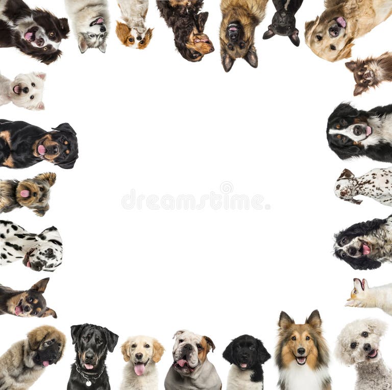 Group of Dogs Forming a Frame with Empty Space Stock Photo - Image of ...