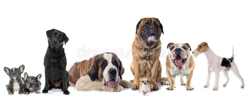 Group Eight Dogs Stock Photos - Free & Royalty-Free Stock Photos from ...