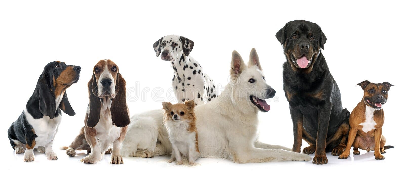 Group of dogs stock photo. Image of cocker, miniature - 19918758