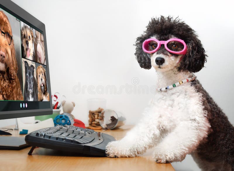 Dog Talking To Dogs in Video Conference. Stock Photo - Image of home ...