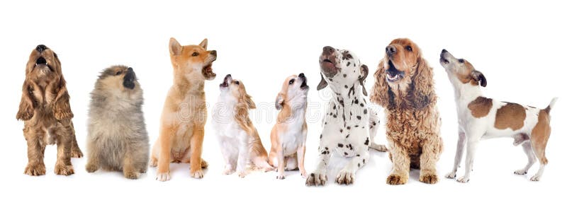 Group Eight Dogs Stock Photos - Free & Royalty-Free Stock Photos from ...
