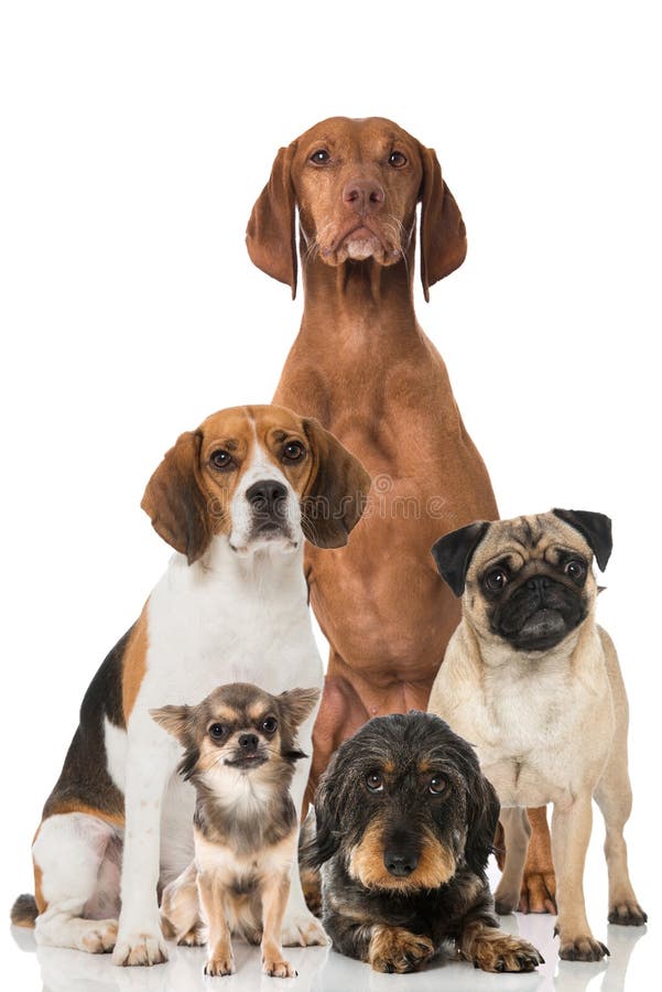 Group of dogs stock image. Image of animals, pinscher - 36099853