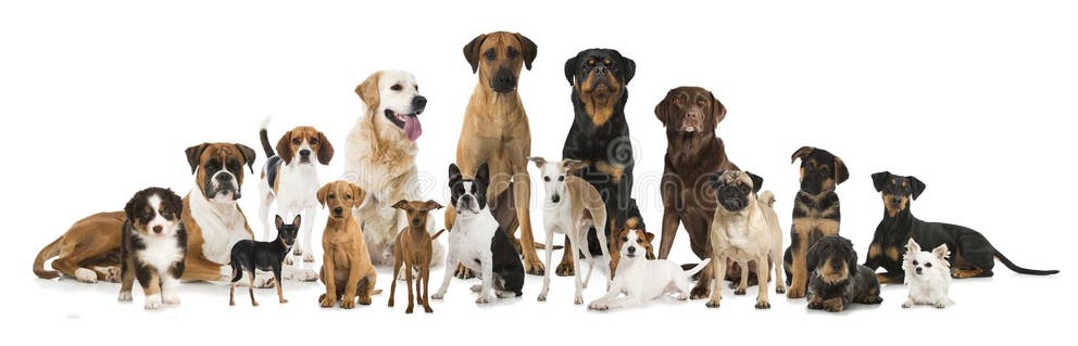 Group of dogs stock image. Image of australian, retriever - 64737021